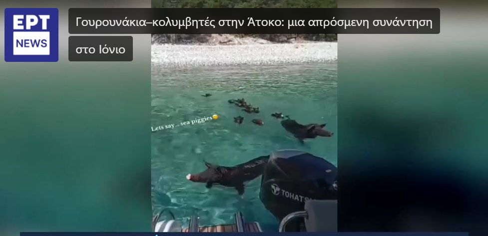 Έχετε ξαναδεί γουρουνάκια να κολυμπάνε στη θάλασσα του Ιονίου; Δείτε το ...
